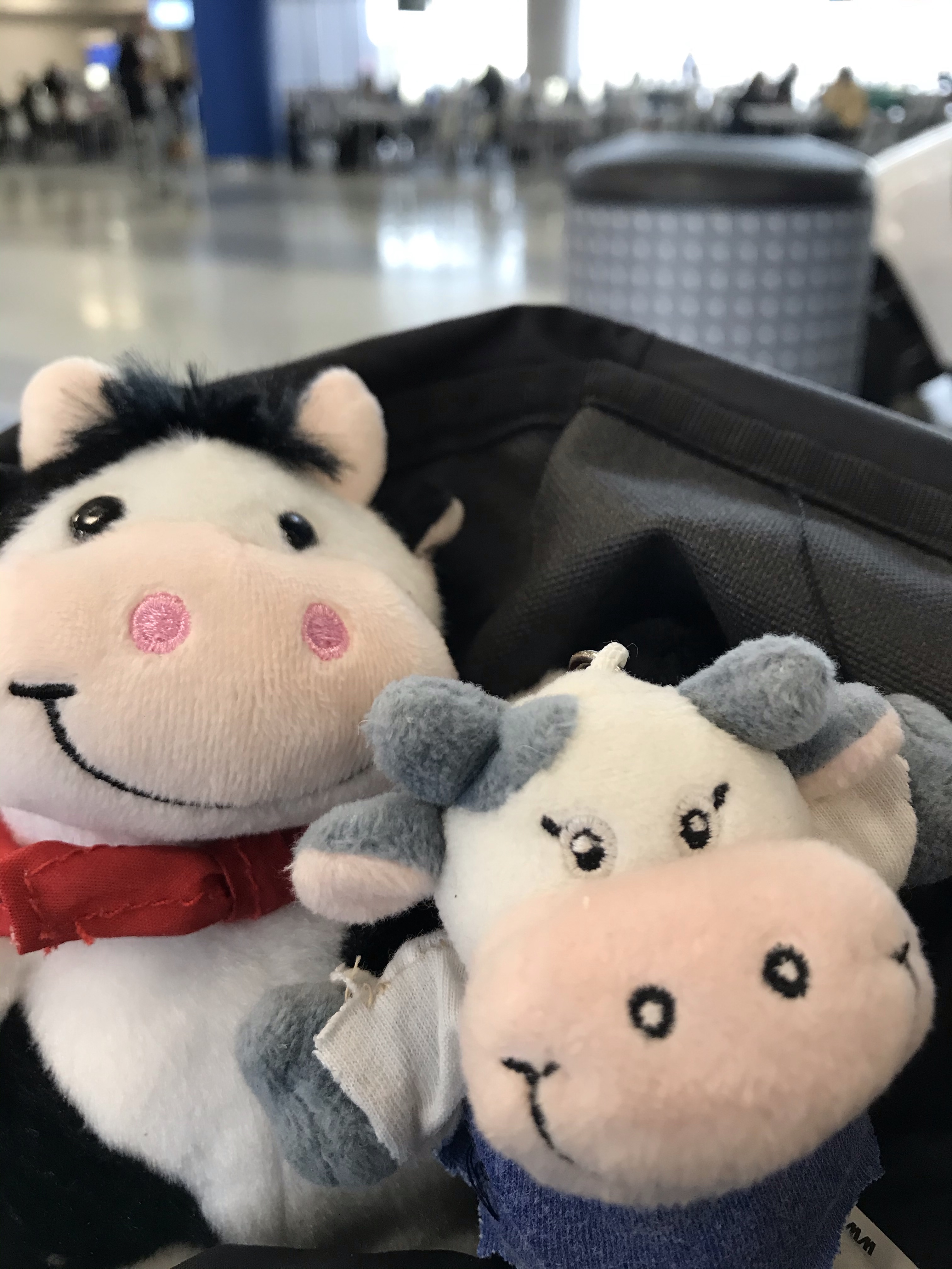 Cows, Queens and Chocolate: Part I, the past – Moove your cow, and your ...